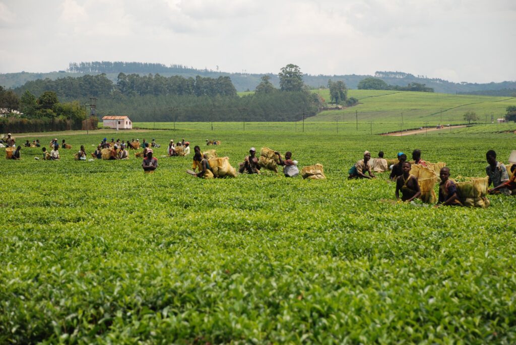 Tanganda Tea to re-introduce irrigation to ensure sustainable ...