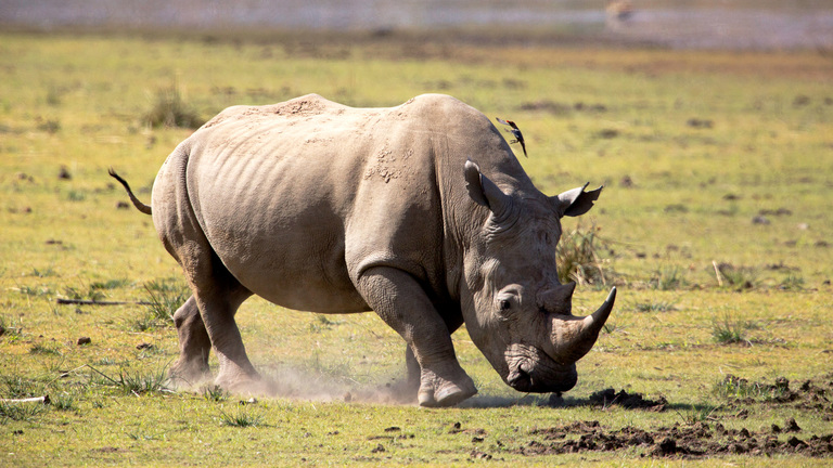 IRF, WCN Launch Rhino Conservation Leadership Program - The Anchor